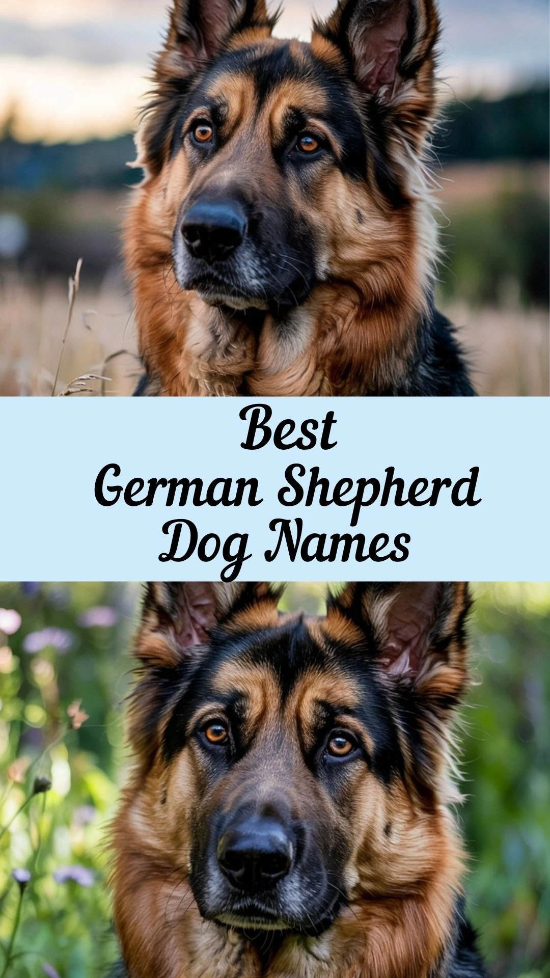 The Best German Shepherd Names—Bold, Brave & Full Of Character - Pet ...