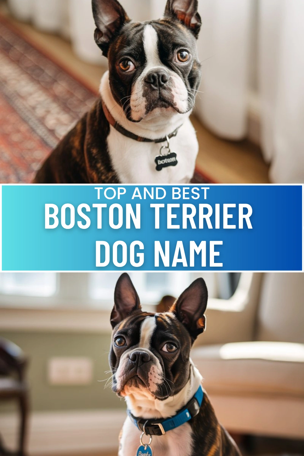 Boston Terrier Dog Names That Are As Spunky, Stylish, And Lovable As ...